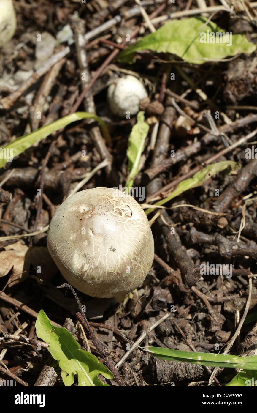 Basidiomycete Fungi (Basidiomycota) Fungi Stock Photo - Alamy