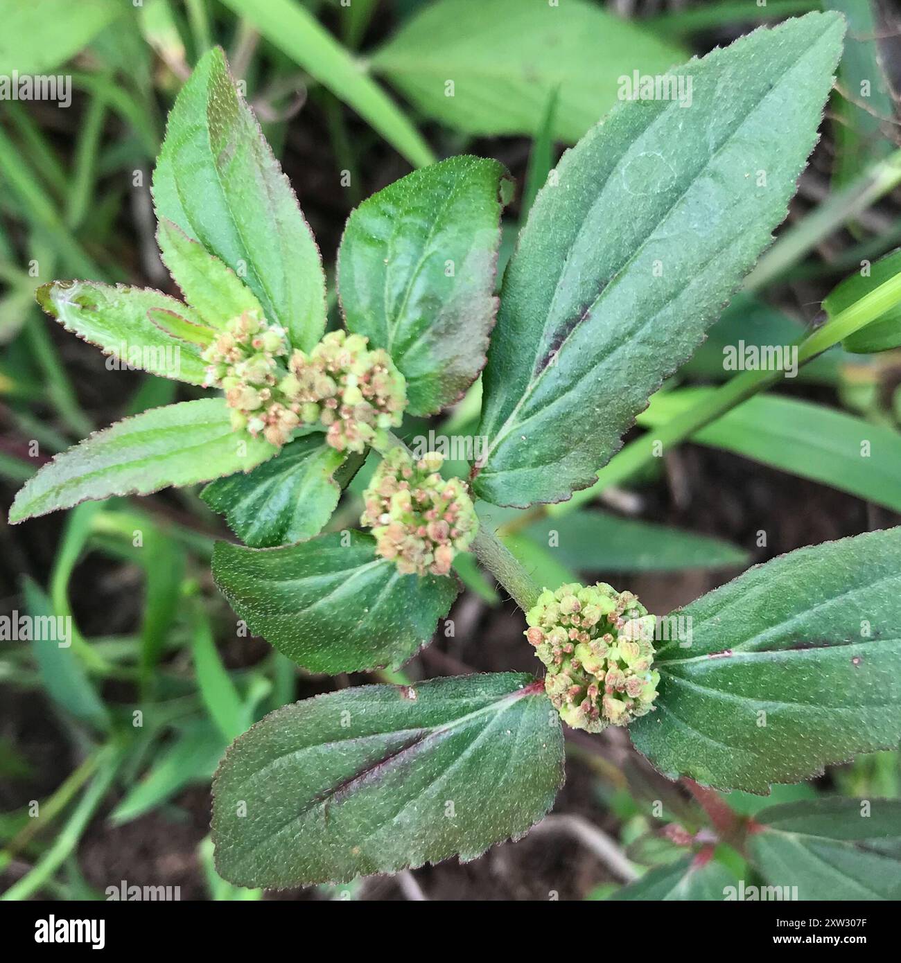 Asthma plant (Euphorbia hirta) Plantae Stock Photo - Alamy