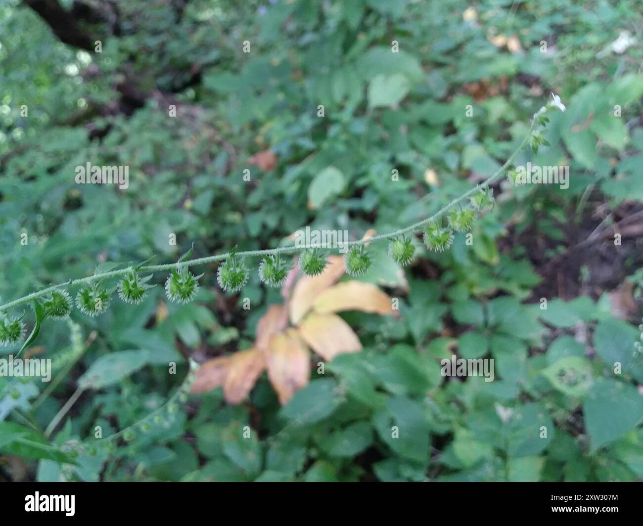 virginia stickseed (Hackelia virginiana) Plantae Stock Photo - Alamy
