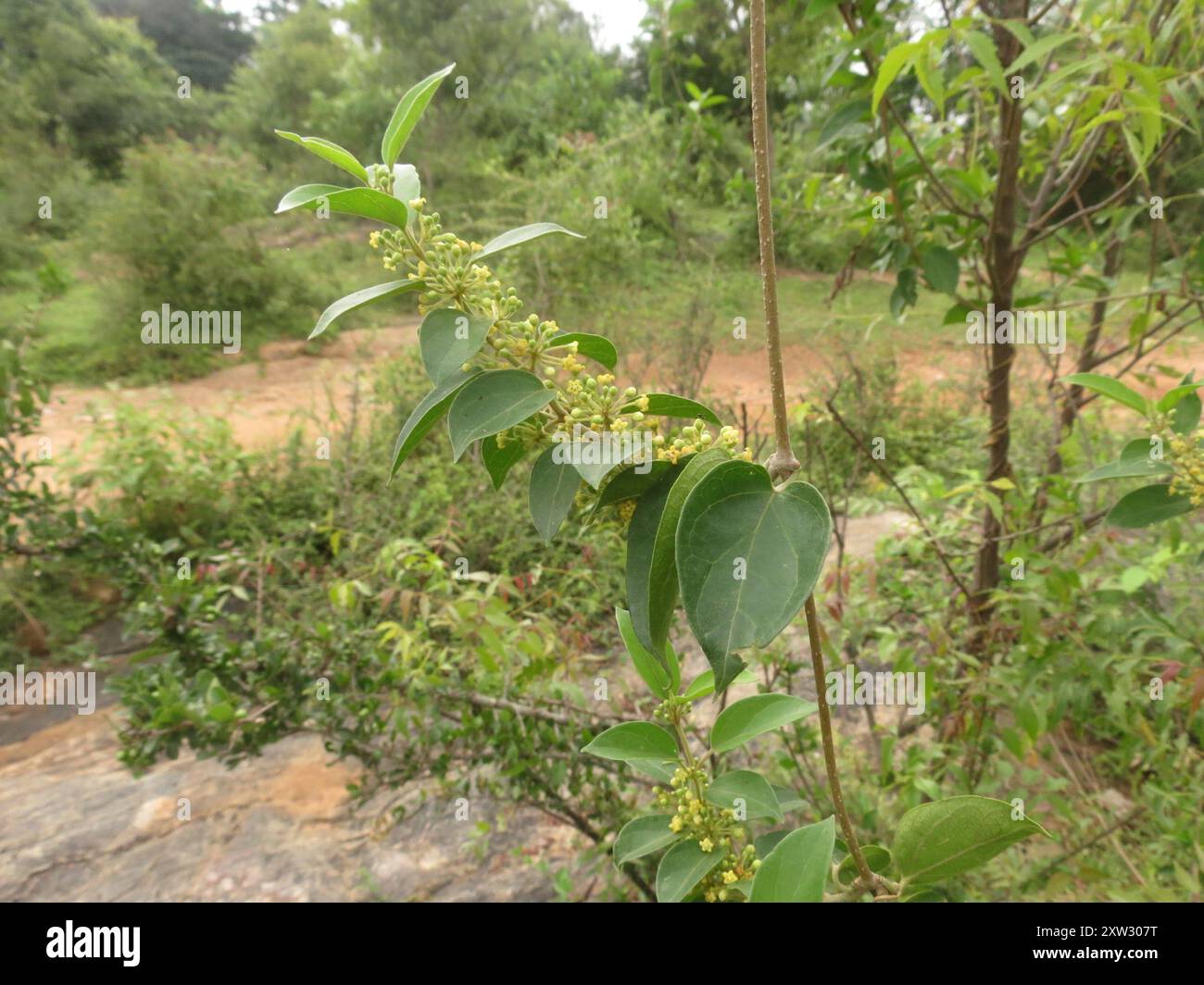 Australian Cow-plant (Gymnema sylvestre) Plantae Stock Photo - Alamy