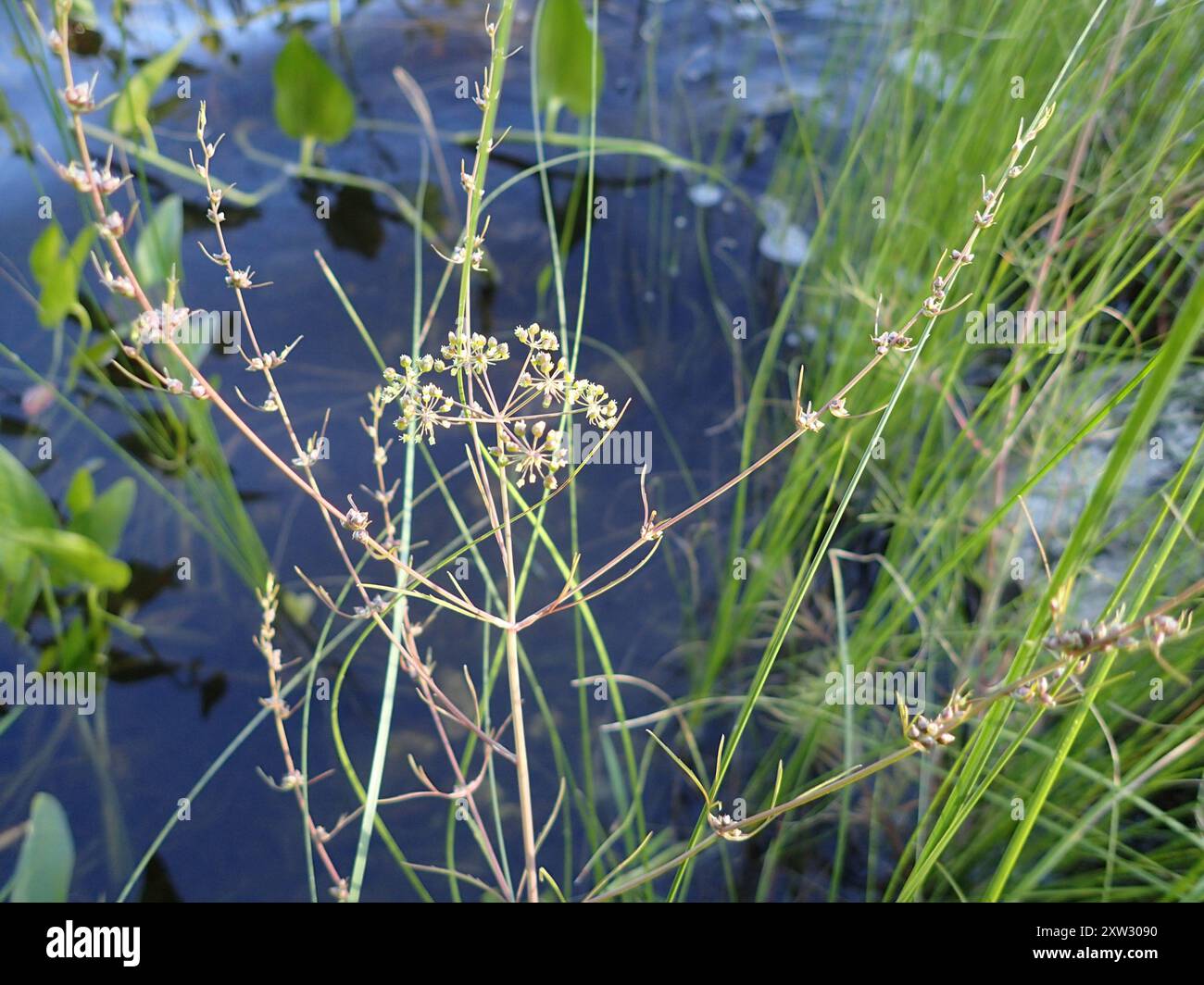bulblet-bearing water hemlock (Cicuta bulbifera) Plantae Stock Photo ...