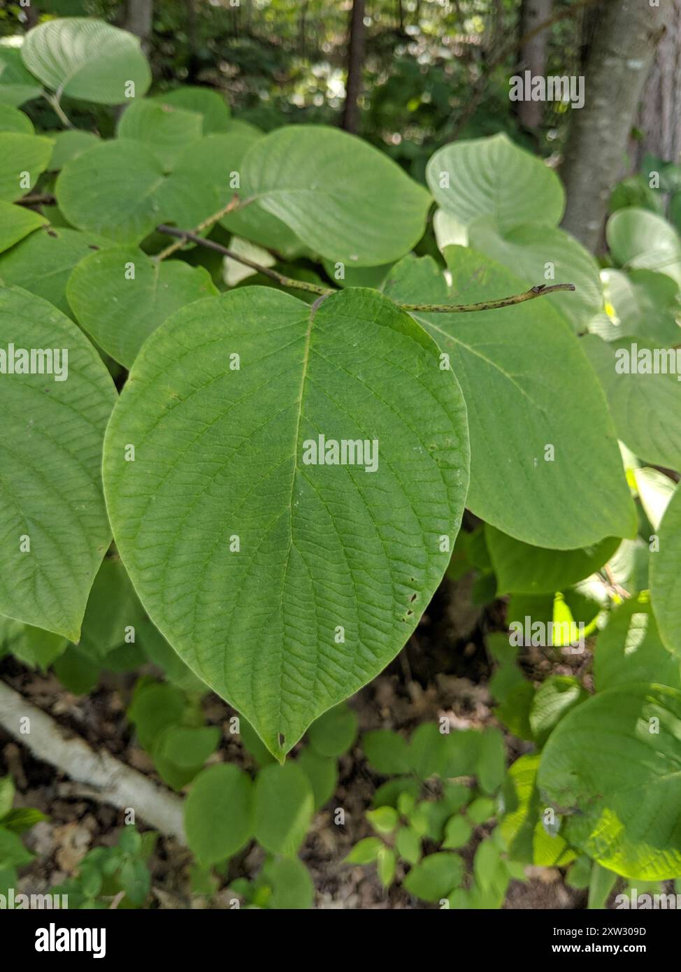 Round-leaved Dogwood (Cornus rugosa) Plantae Stock Photo - Alamy
