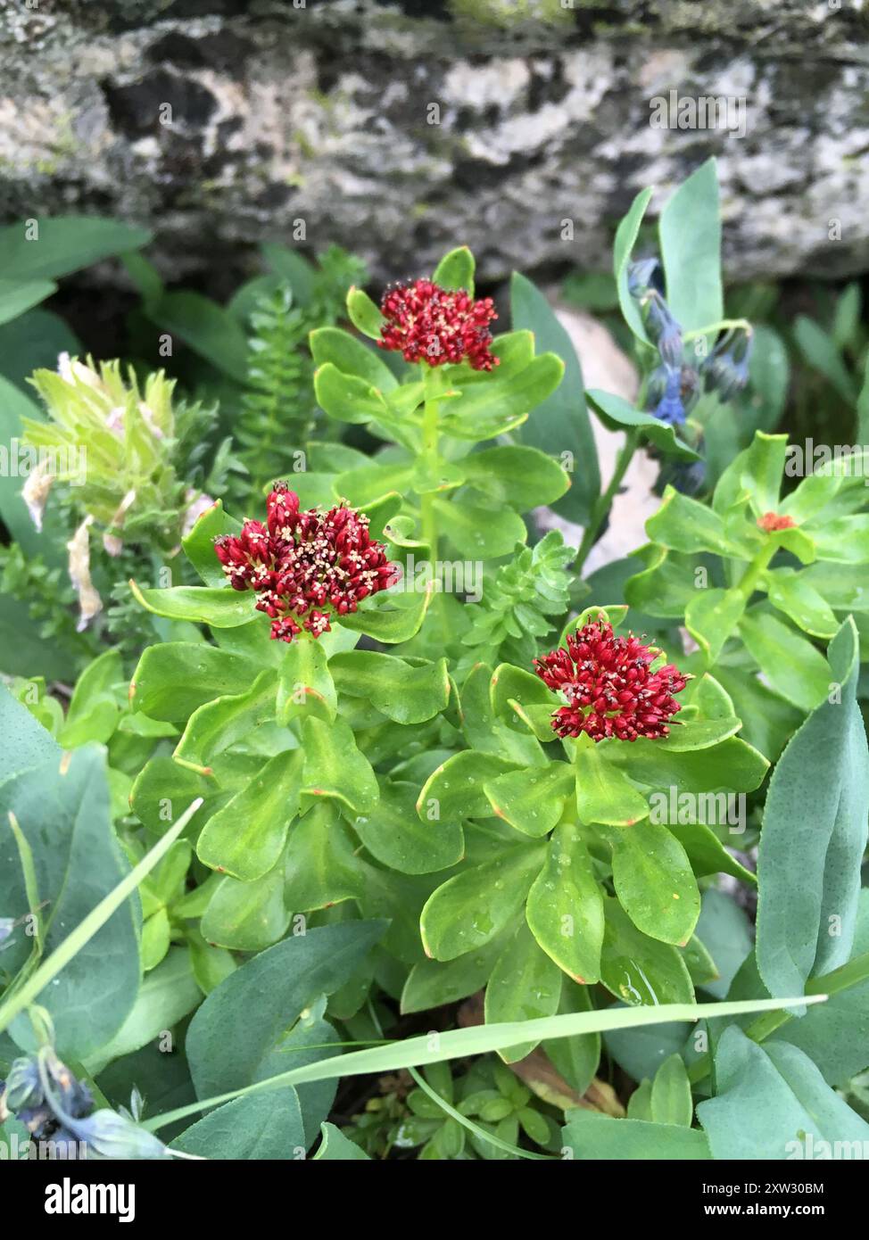 western roseroot (Rhodiola integrifolia) Plantae Stock Photo - Alamy