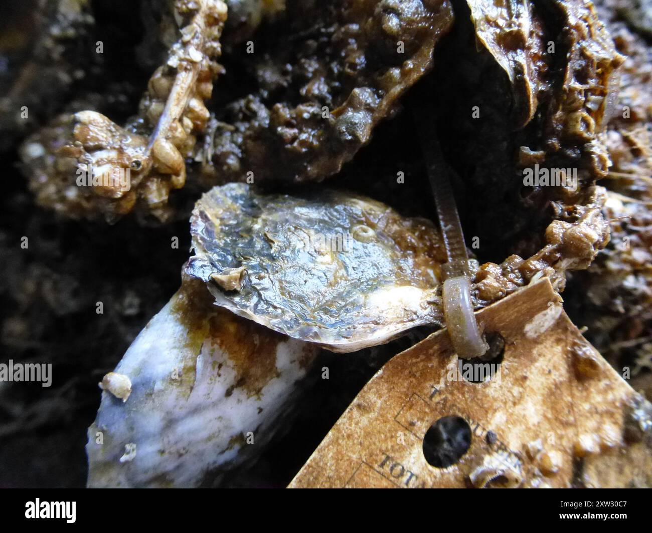 Eastern Oyster (Crassostrea virginica) Mollusca Stock Photo - Alamy