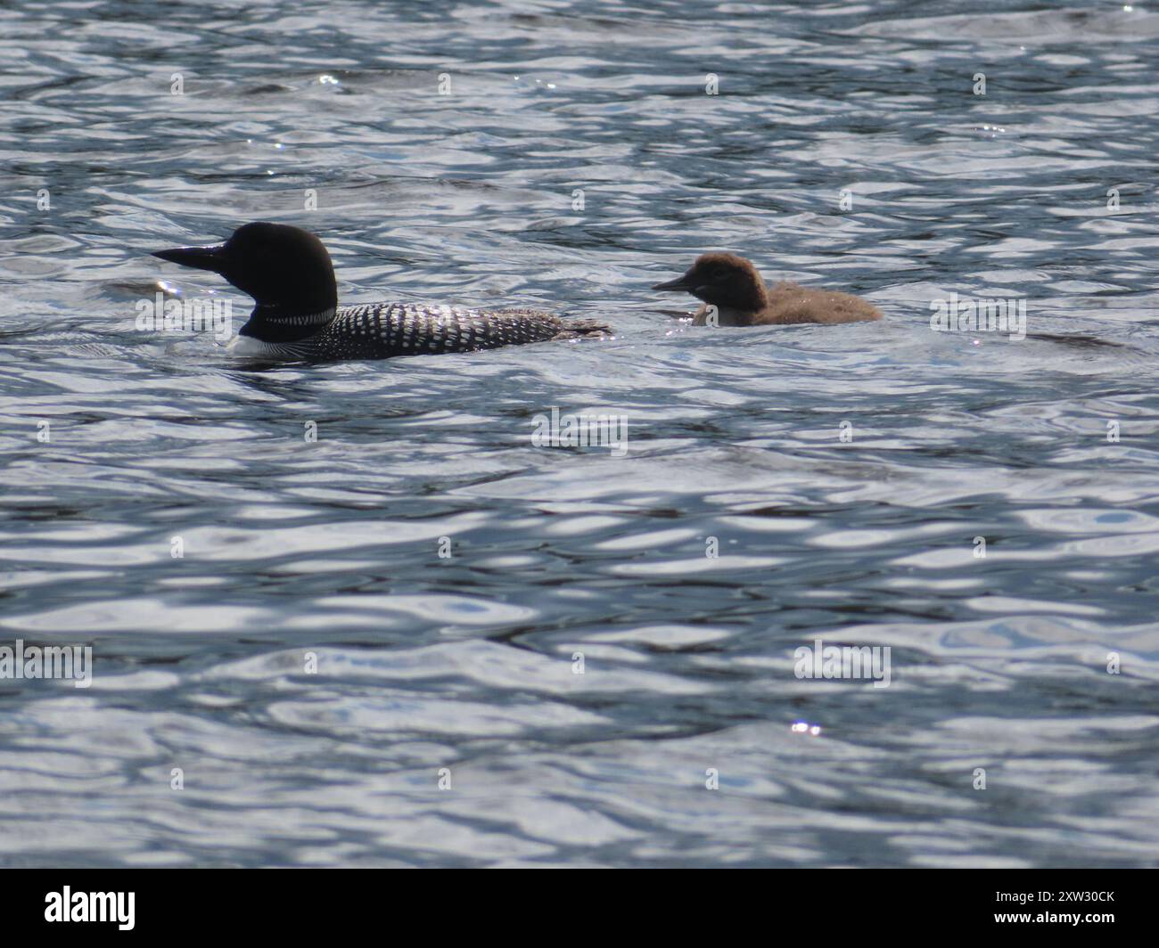 Common Loon (Gavia immer) Aves Stock Photo - Alamy