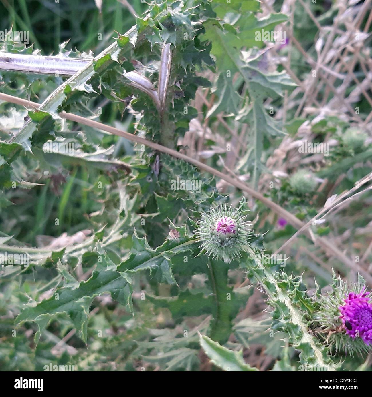 Welted Thistle (Carduus crispus) Plantae Stock Photo - Alamy