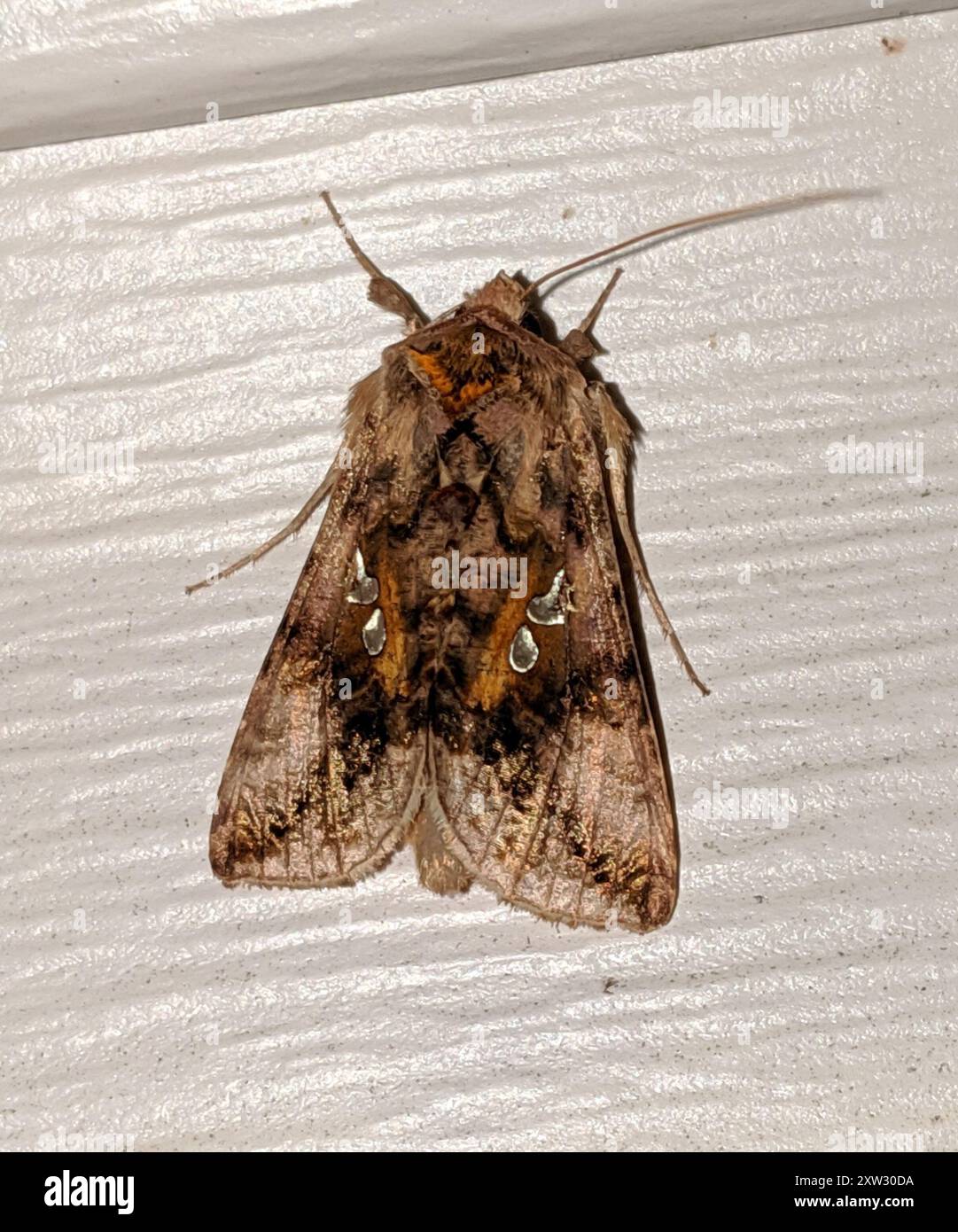 Two-spotted Looper Moth (Autographa bimaculata) Insecta Stock Photo - Alamy