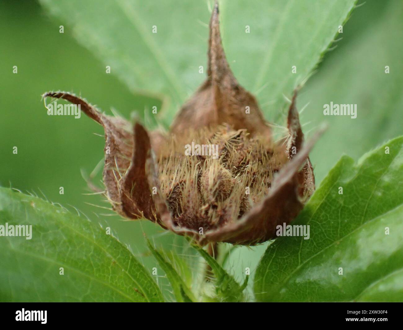 three-lobe false mallow (Malvastrum coromandelianum) Plantae Stock ...