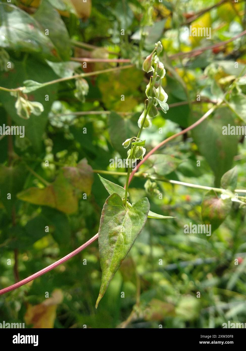 Copse-bindweed (Fallopia dumetorum) Plantae Stock Photo - Alamy