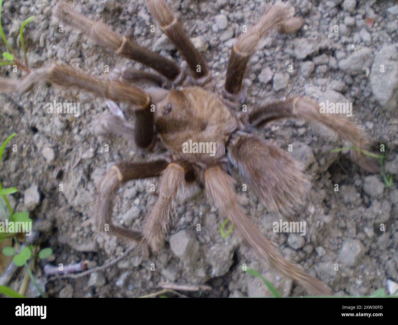 Desert Tarantula (Aphonopelma iodius) Arachnida Stock Photo - Alamy