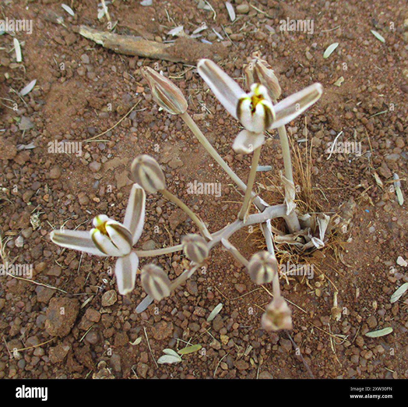Thick Slime-lily (Albuca setosa) Plantae Stock Photo - Alamy