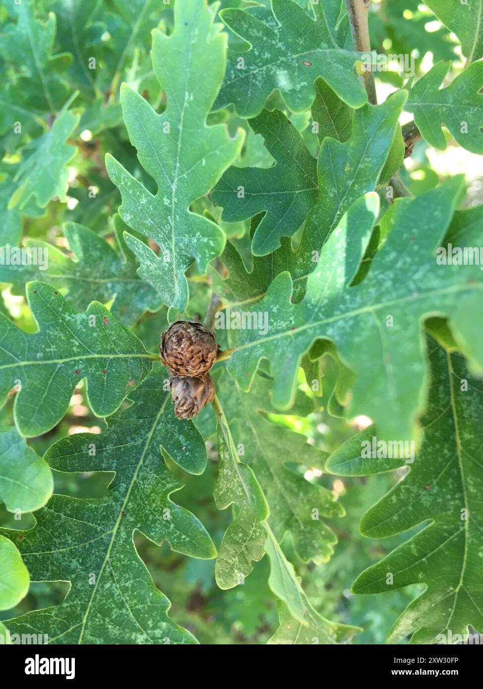 downy oak (Quercus pubescens) Plantae Stock Photo - Alamy