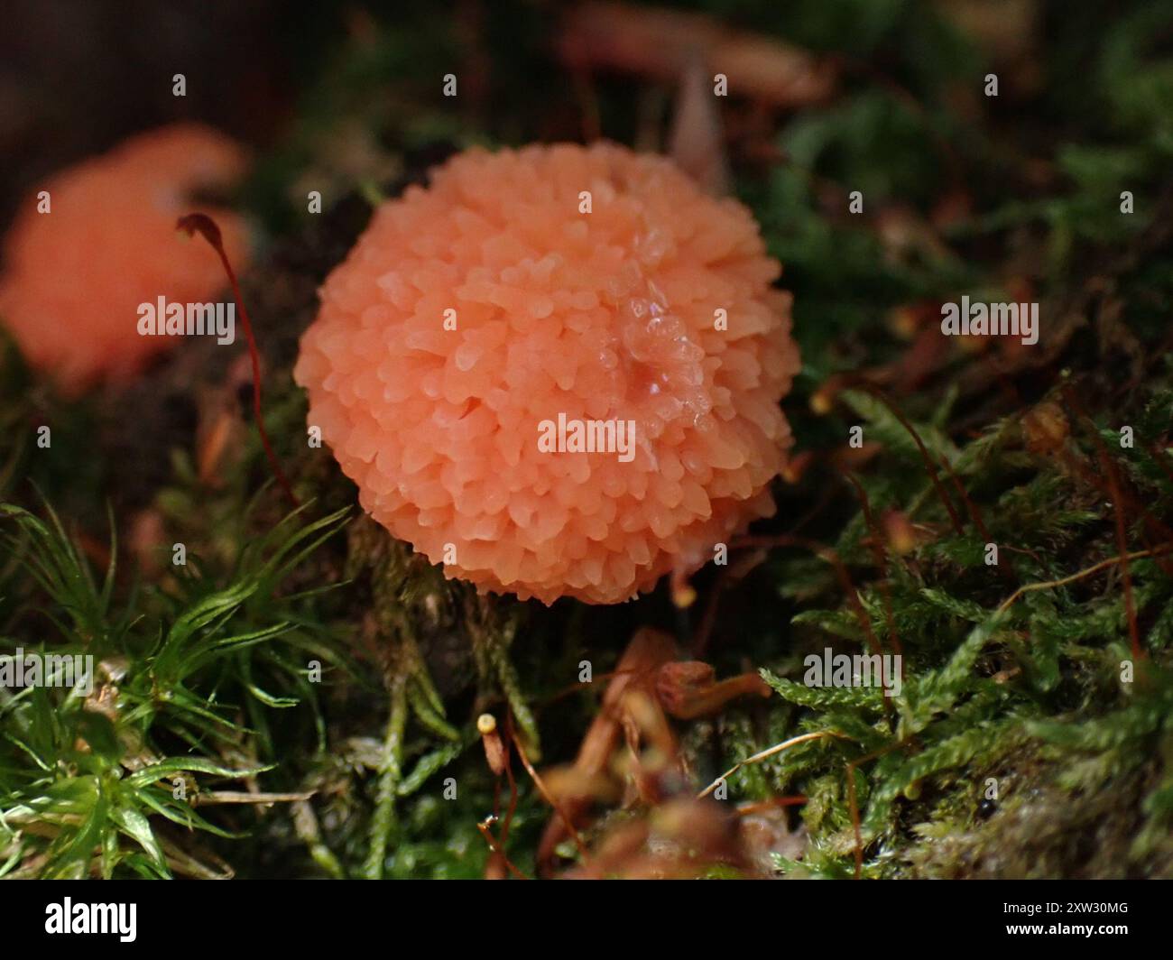 Red Raspberry Slime Mold (Tubifera ferruginosa) Protozoa Stock Photo ...