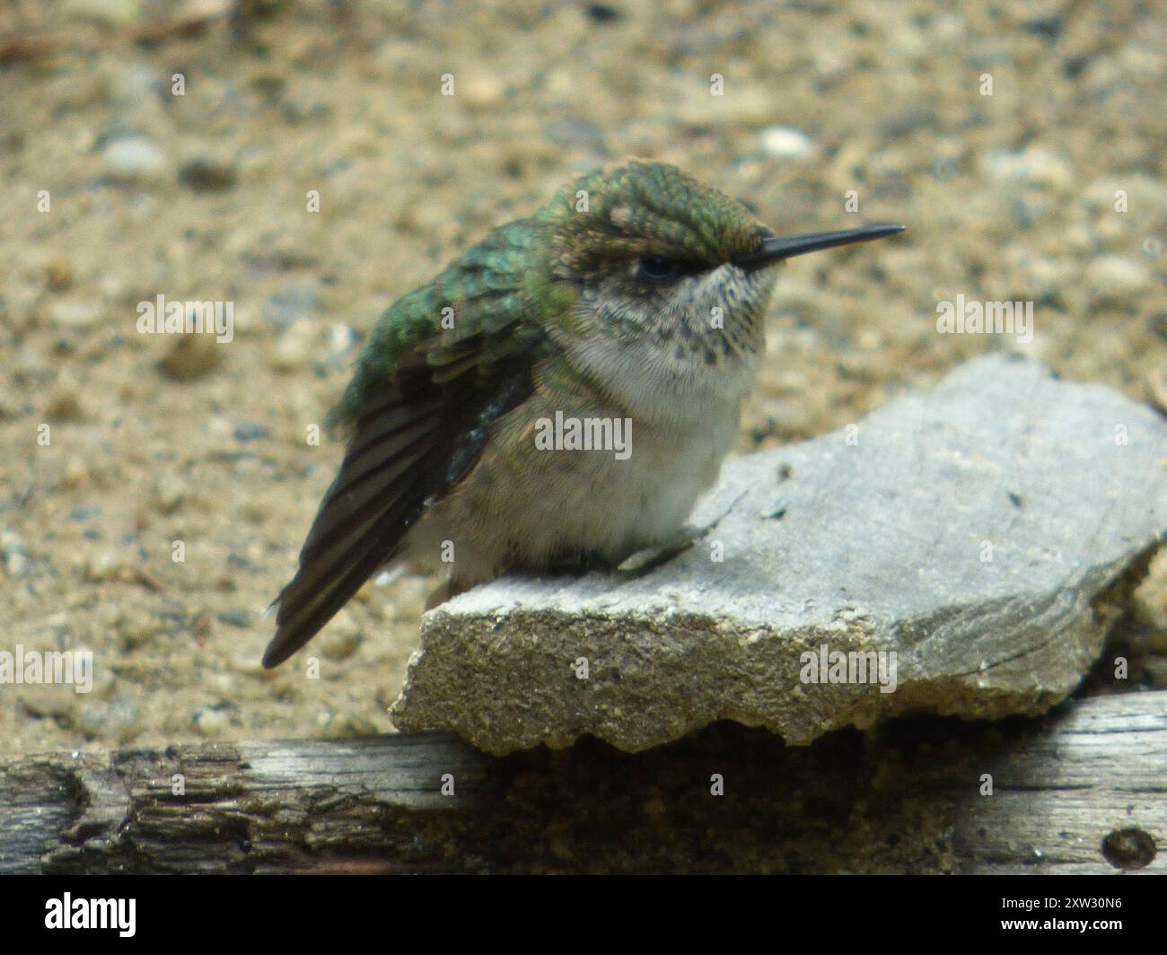 Ruby-throated Hummingbird (Archilochus colubris) Aves Stock Photo - Alamy