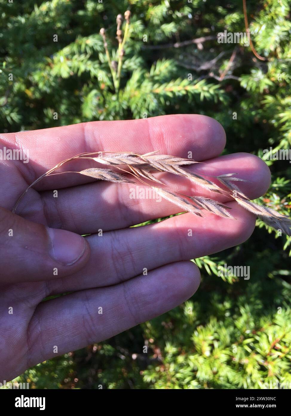 Prairie Brome (Bromus kalmii) Plantae Stock Photo - Alamy