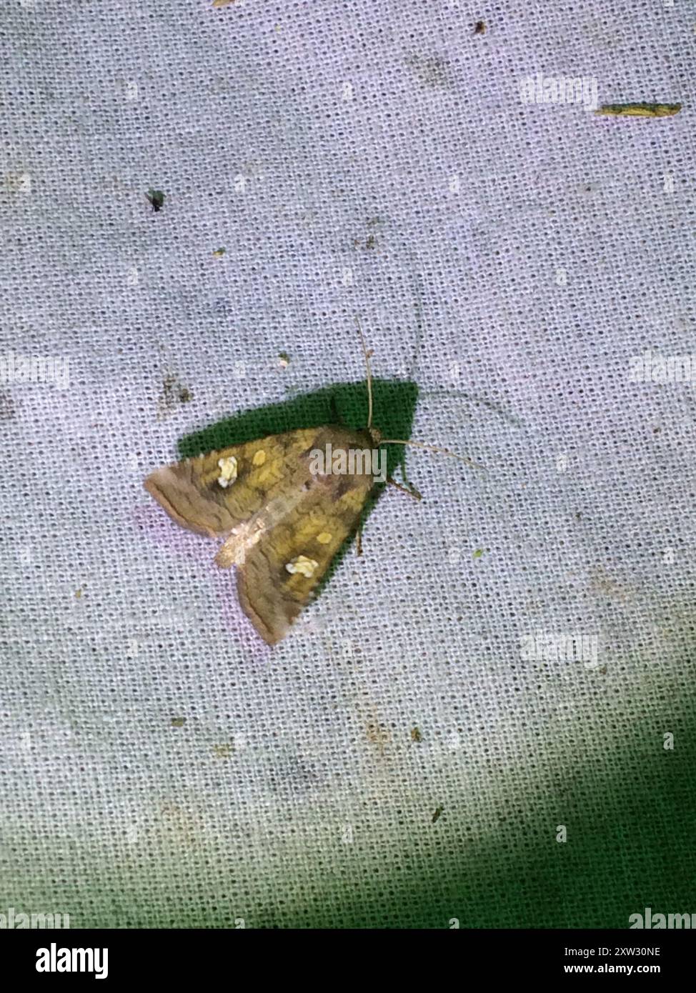 Amphipoea oculea hi-res stock photography and images - Alamy