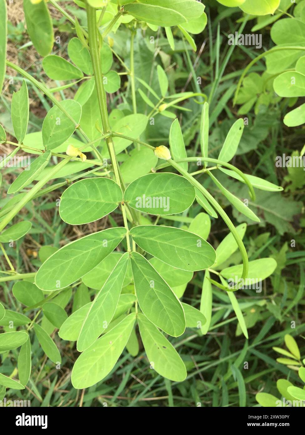 American Sicklepod (Senna obtusifolia) Plantae Stock Photo - Alamy