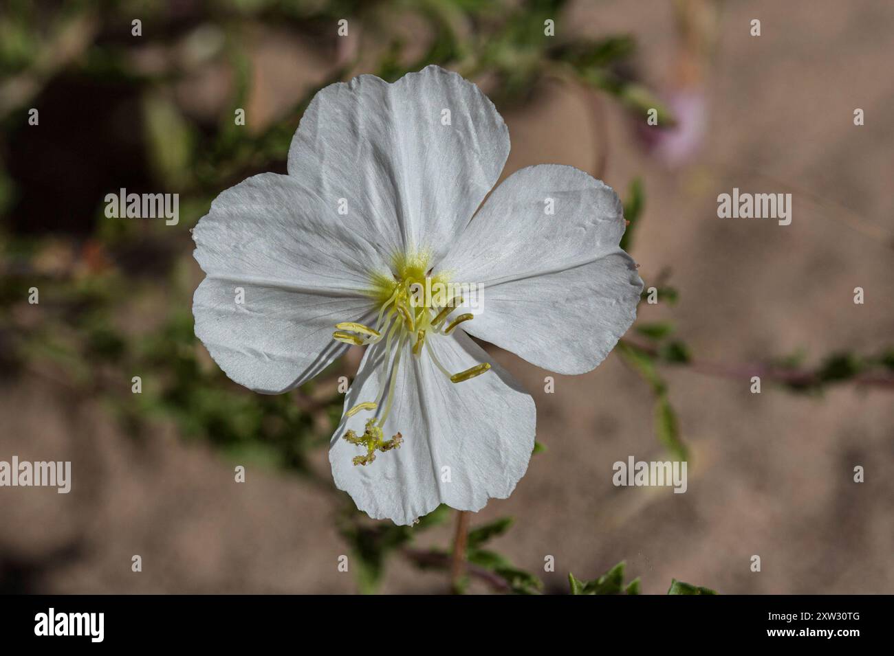 Pale Evening Primrose (Oenothera pallida) Plantae Stock Photo - Alamy