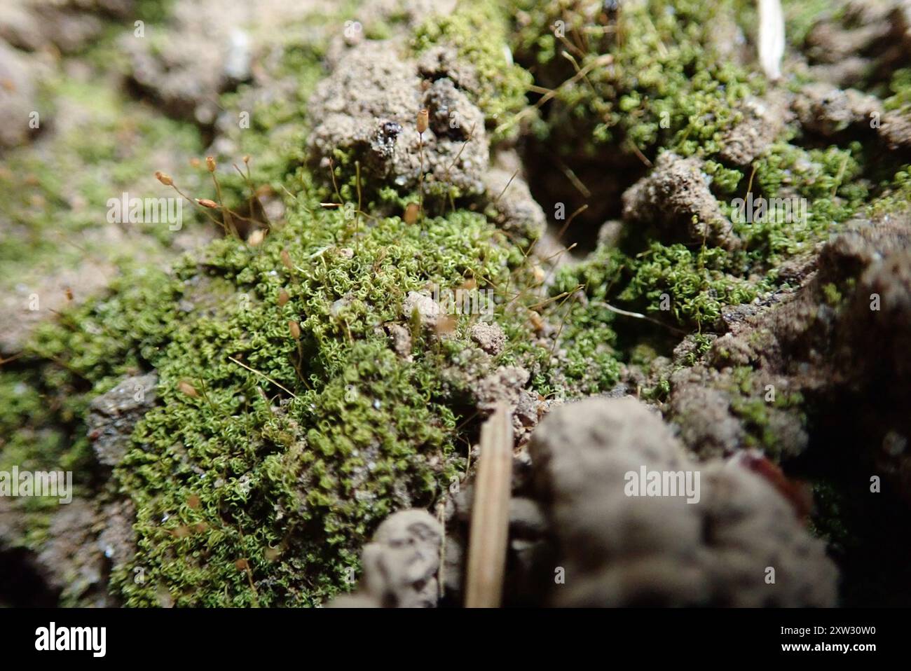 joint-toothed mosses (Bryopsida) Plantae Stock Photo - Alamy