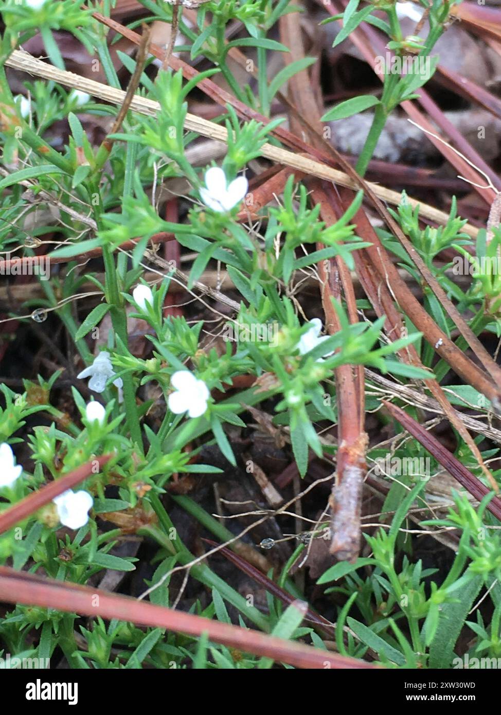 Rust Weed (Polypremum procumbens) Plantae Stock Photo - Alamy