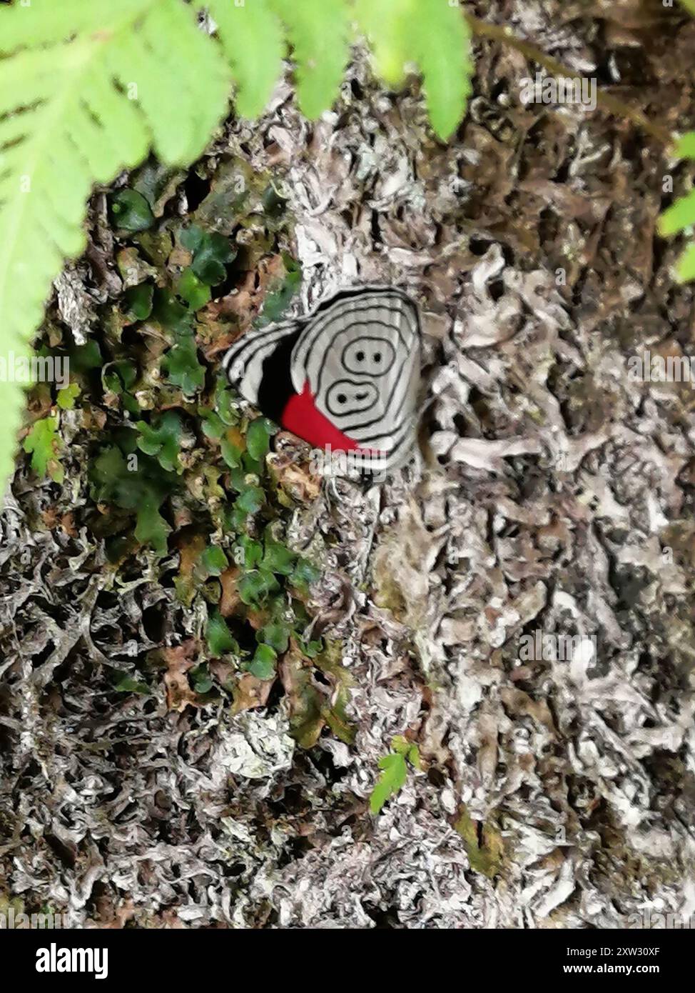 (Diaethria anna anna) Insecta Stock Photo - Alamy