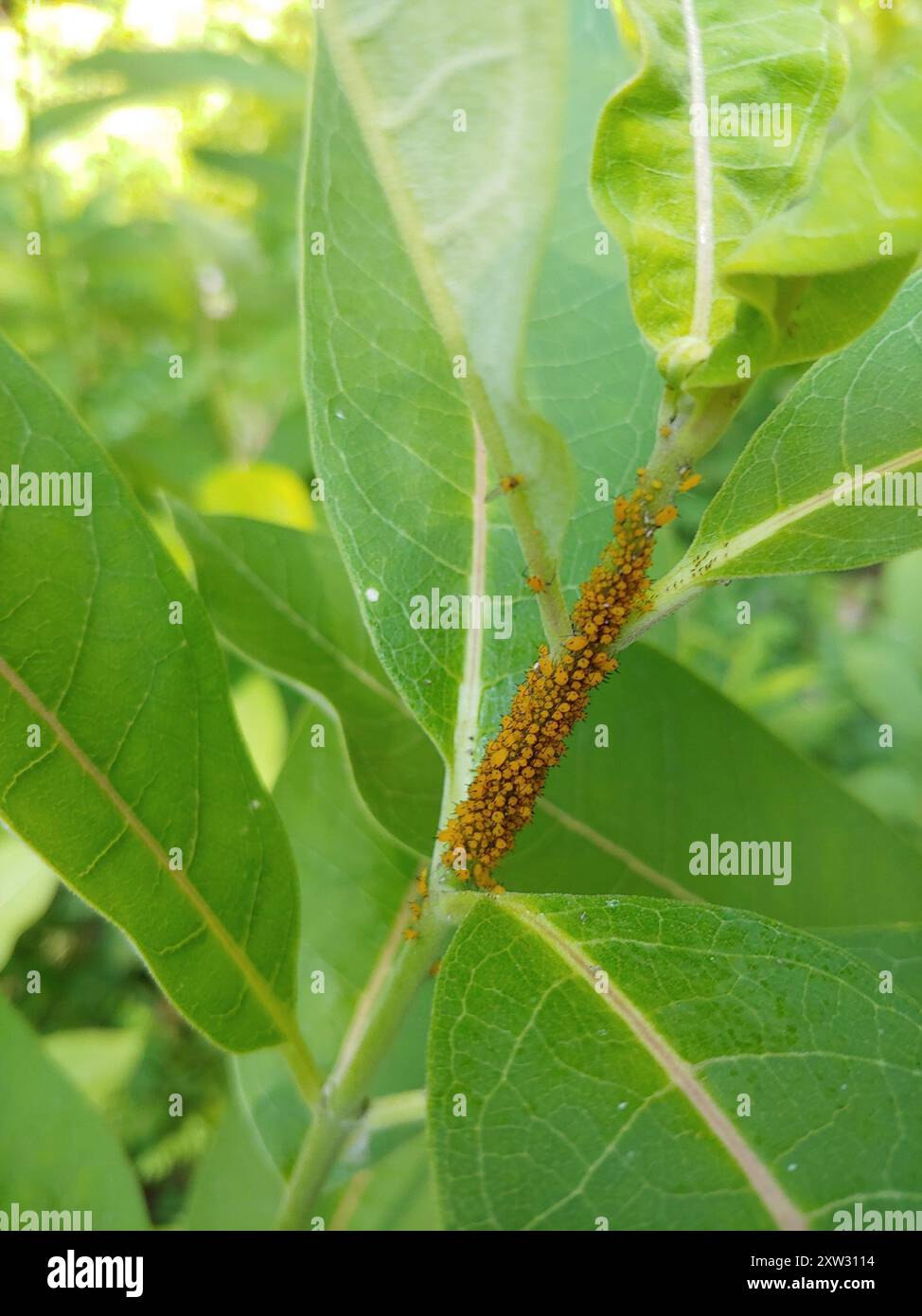 Oleander Aphid (Aphis nerii) Insecta Stock Photo - Alamy