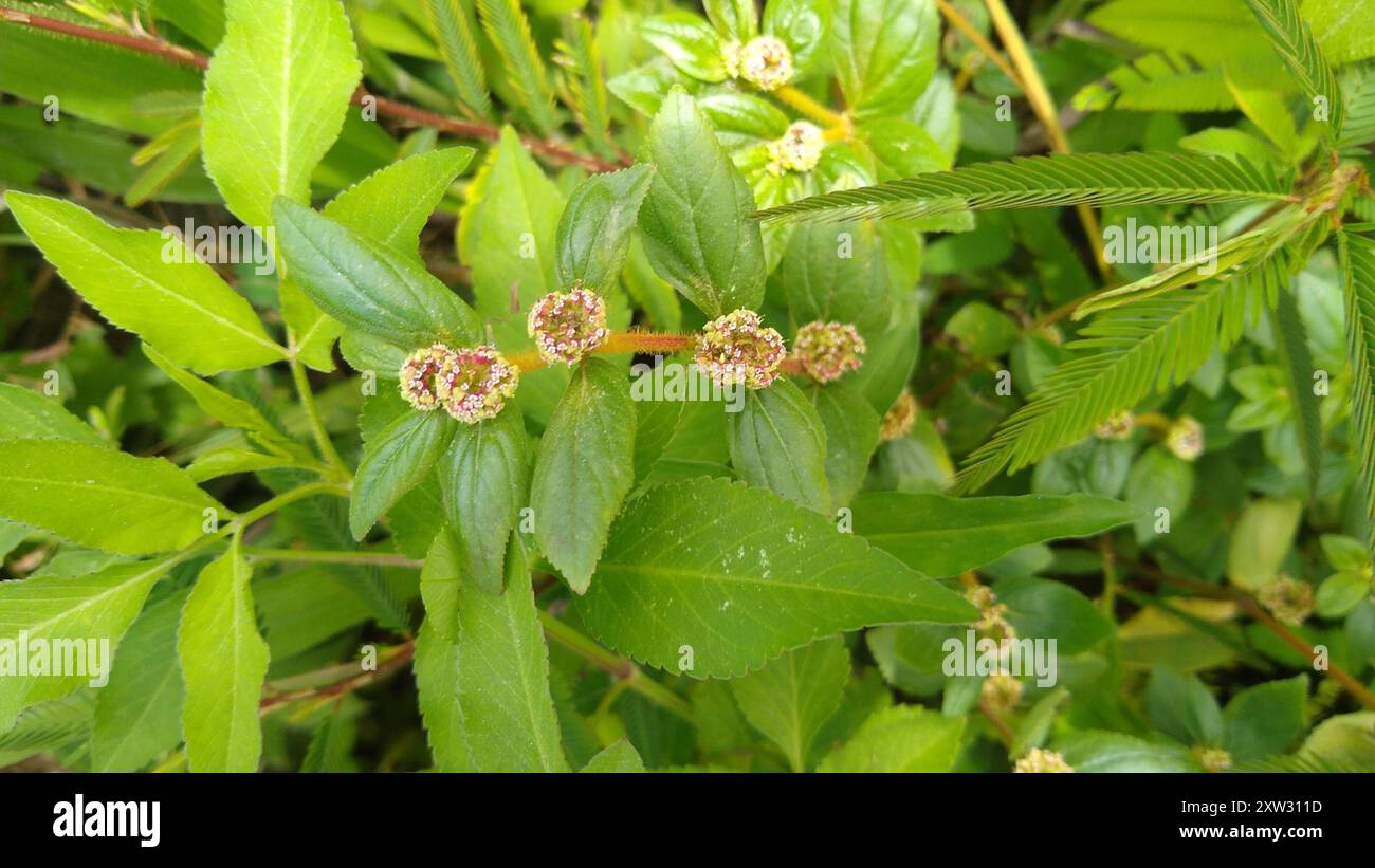 Asthma plant (Euphorbia hirta) Plantae Stock Photo - Alamy
