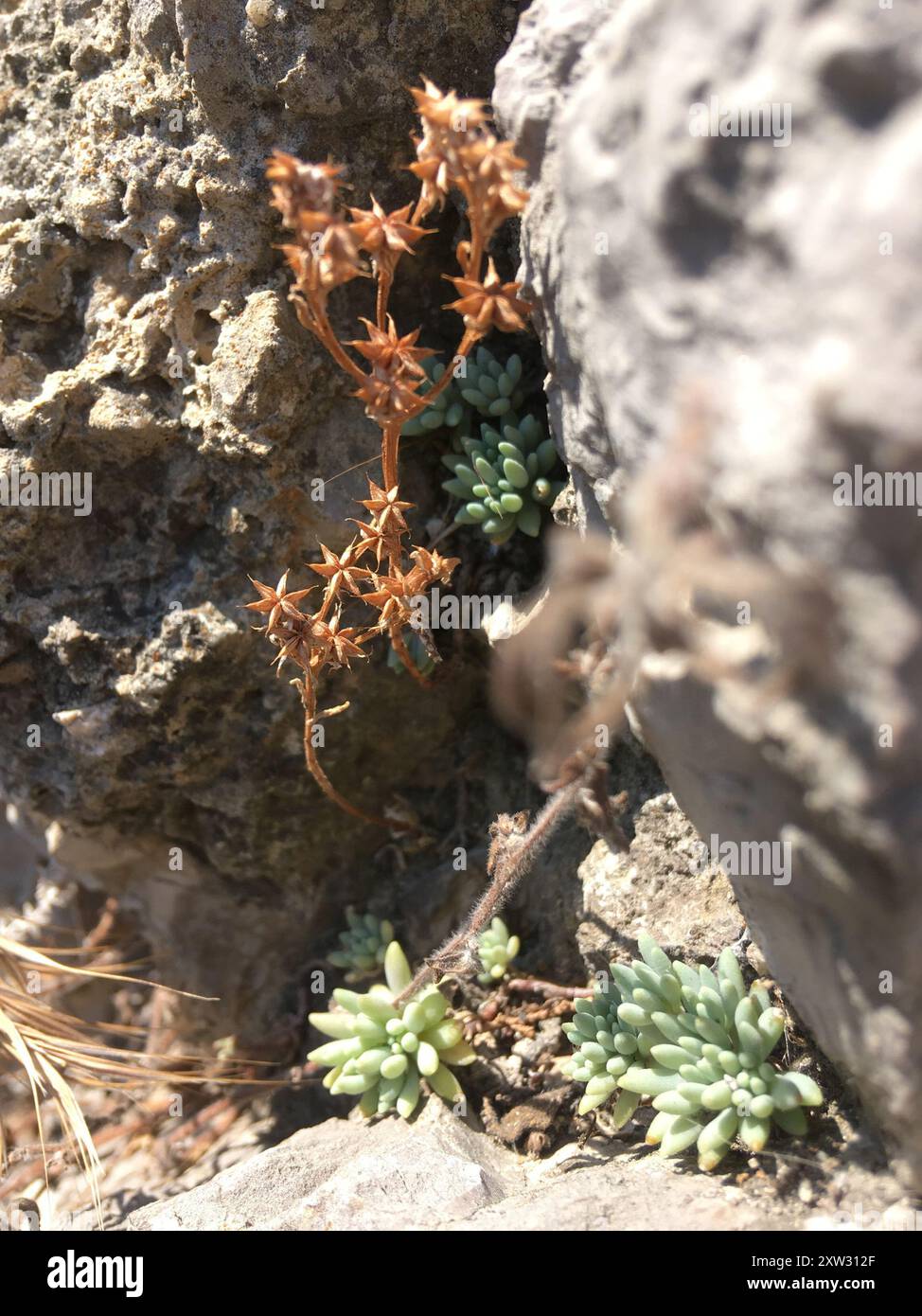 Spanish Stonecrop (Sedum hispanicum) Plantae Stock Photo - Alamy