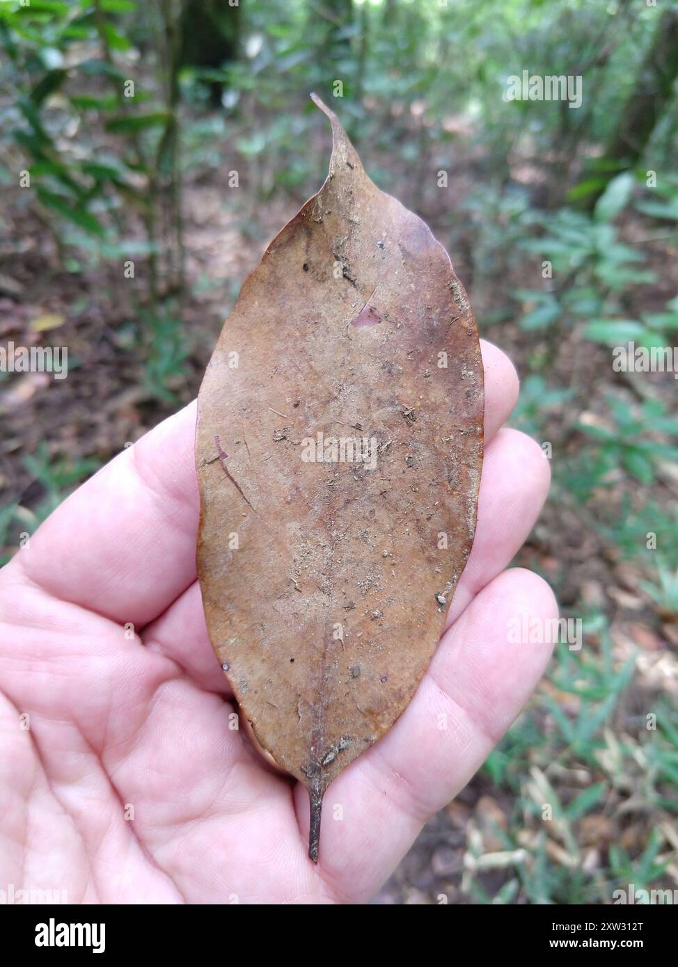 Japanese evergreen oak (Quercus acuta) Plantae Stock Photo - Alamy