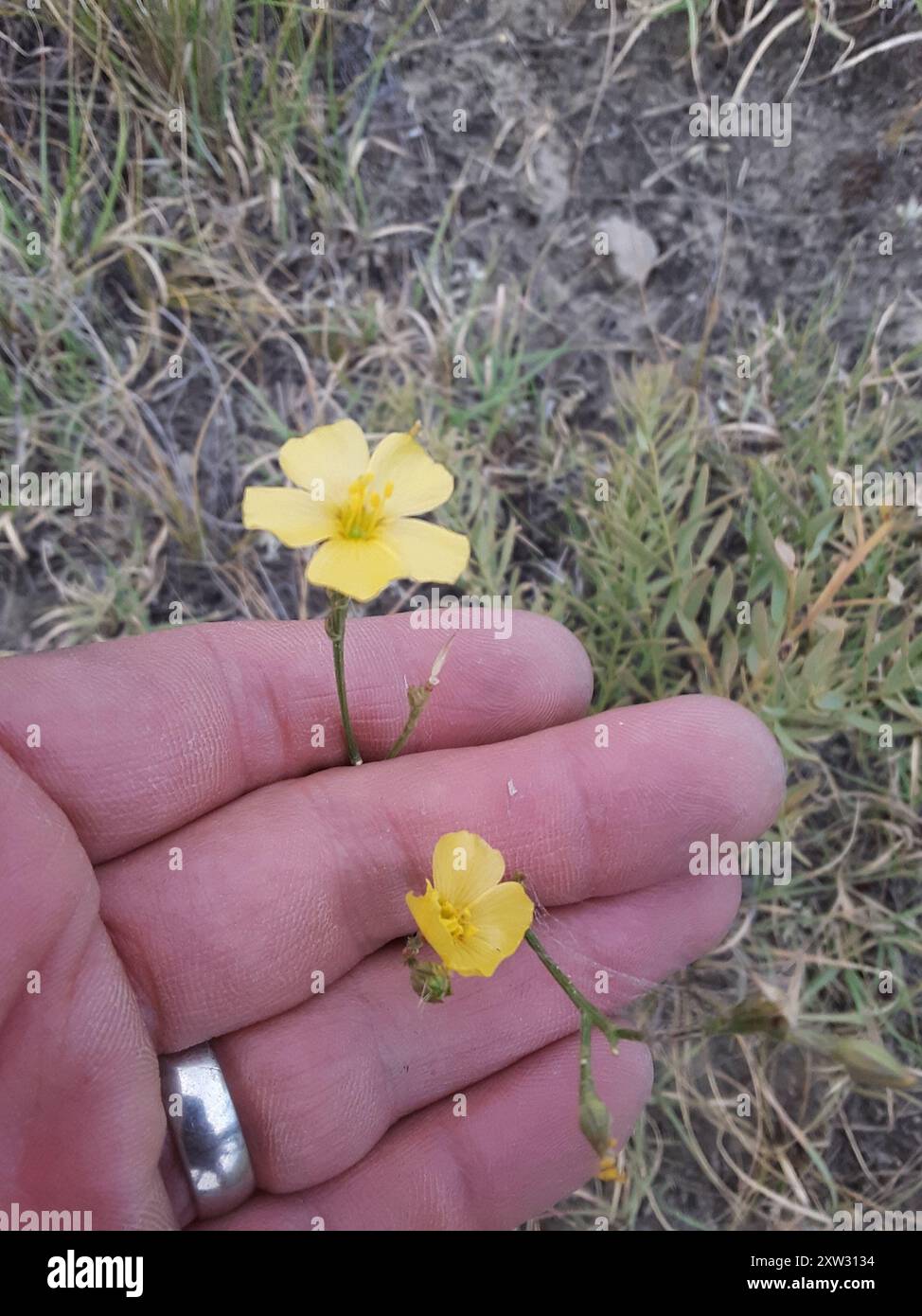 Yellow Flax (Linum rigidum) Plantae Stock Photo - Alamy