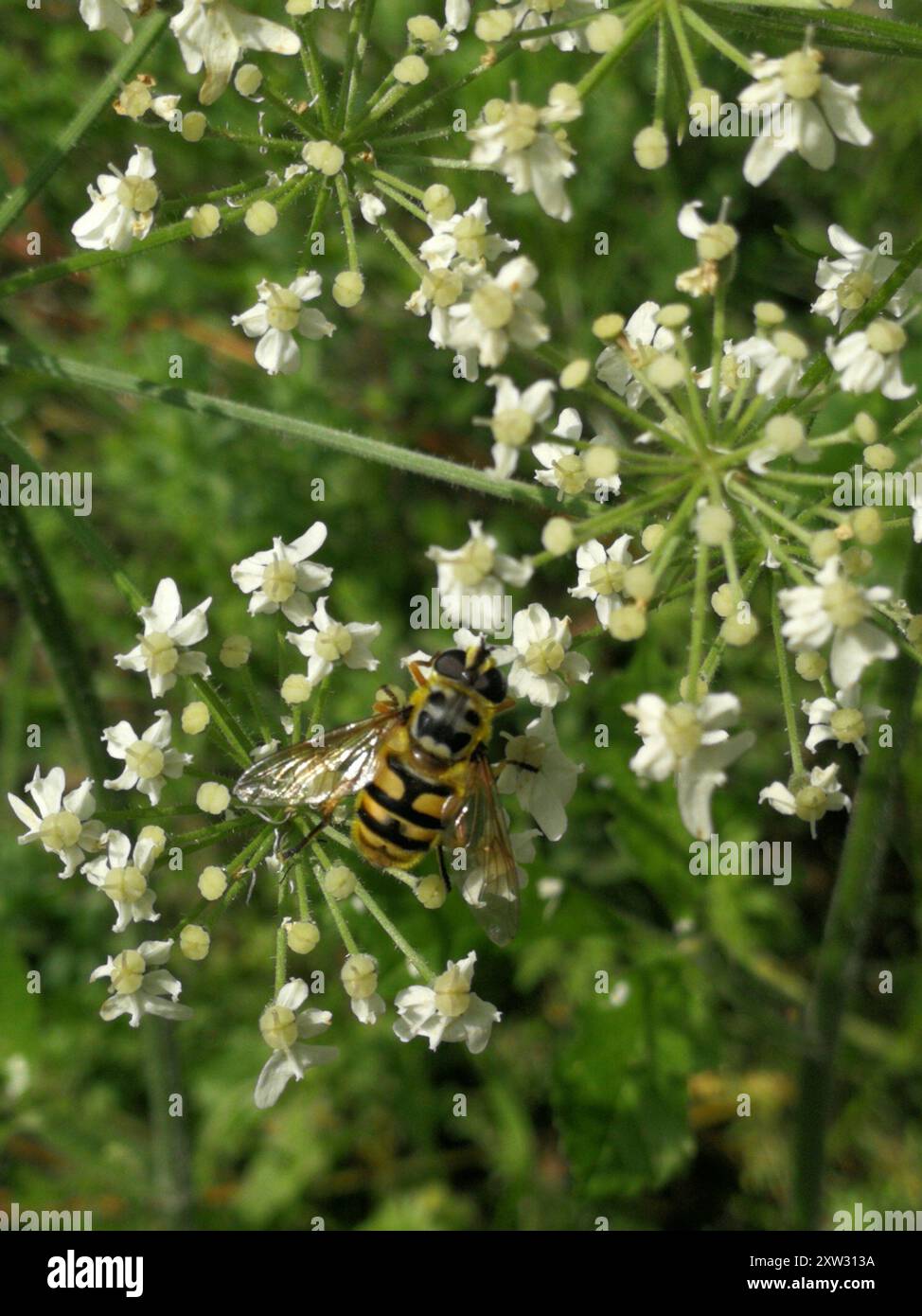 Yellow-haired Sun Fly (Myathropa florea) Insecta Stock Photo - Alamy