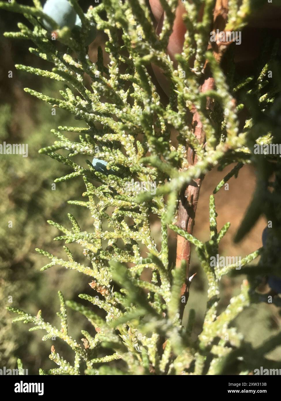 western juniper (Juniperus occidentalis) Plantae Stock Photo - Alamy