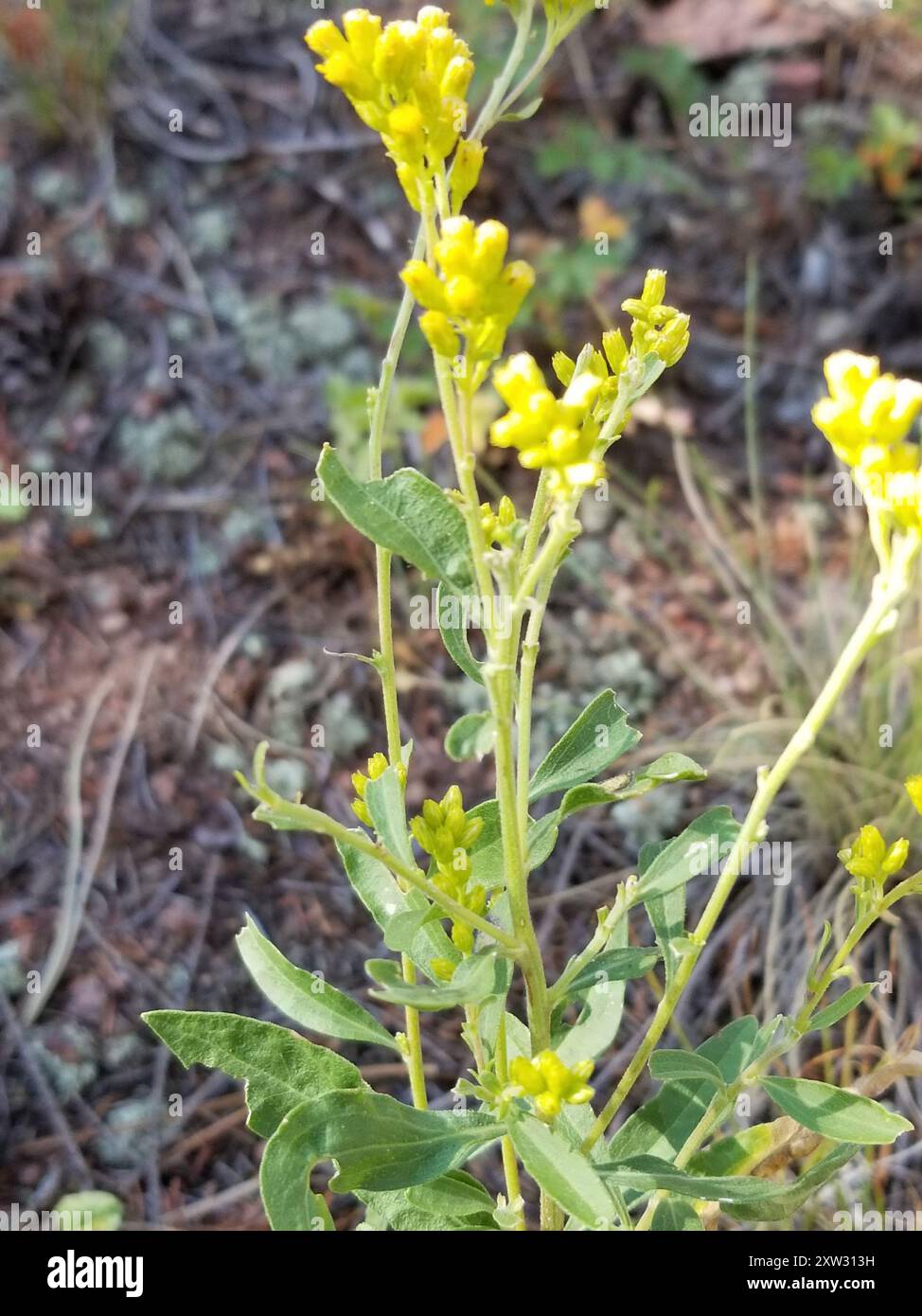 velvety goldenrod (Solidago velutina) Plantae Stock Photo - Alamy