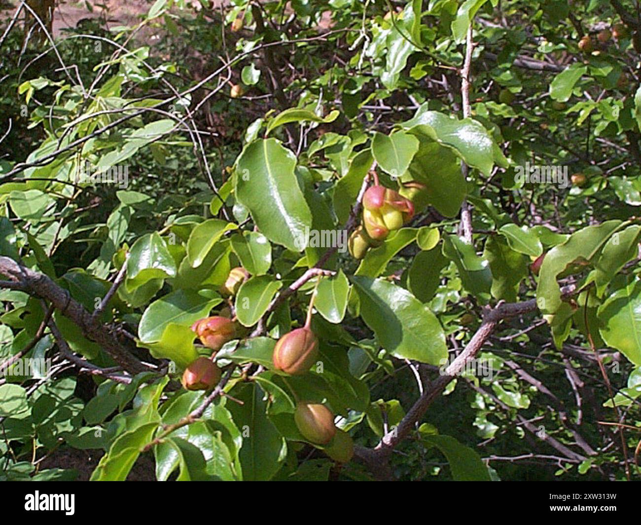 Boat-Fruited Ochna (Ochna inermis) Plantae Stock Photo - Alamy