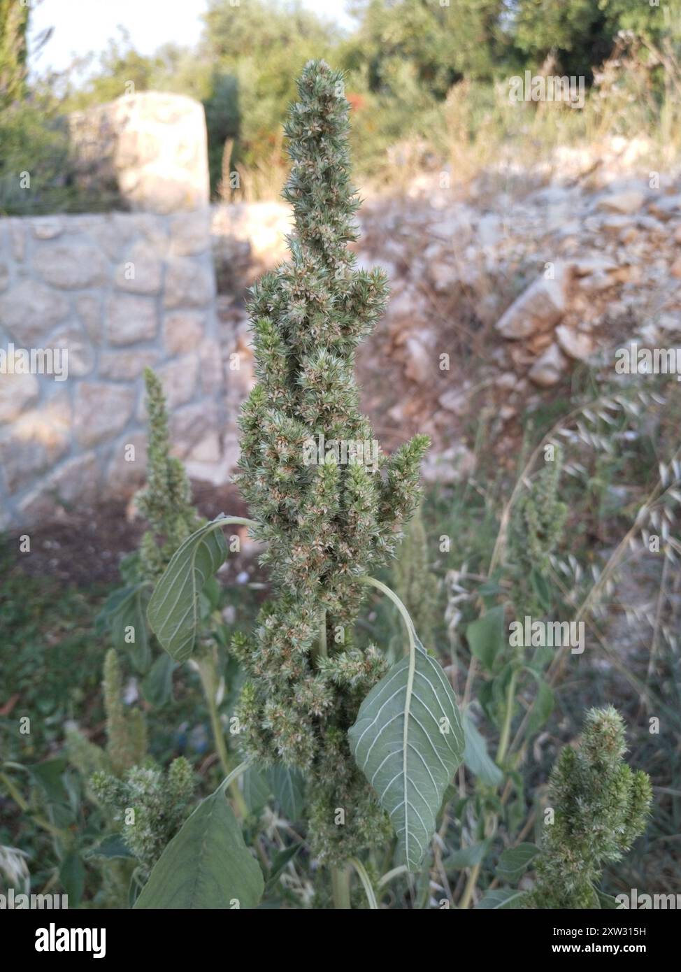 Redroot Amaranth (Amaranthus retroflexus) Plantae Stock Photo - Alamy