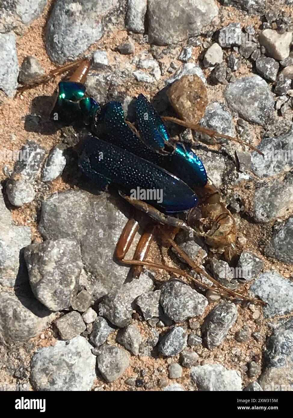 Virginia Metallic Tiger Beetle (Tetracha virginica) Insecta Stock Photo ...