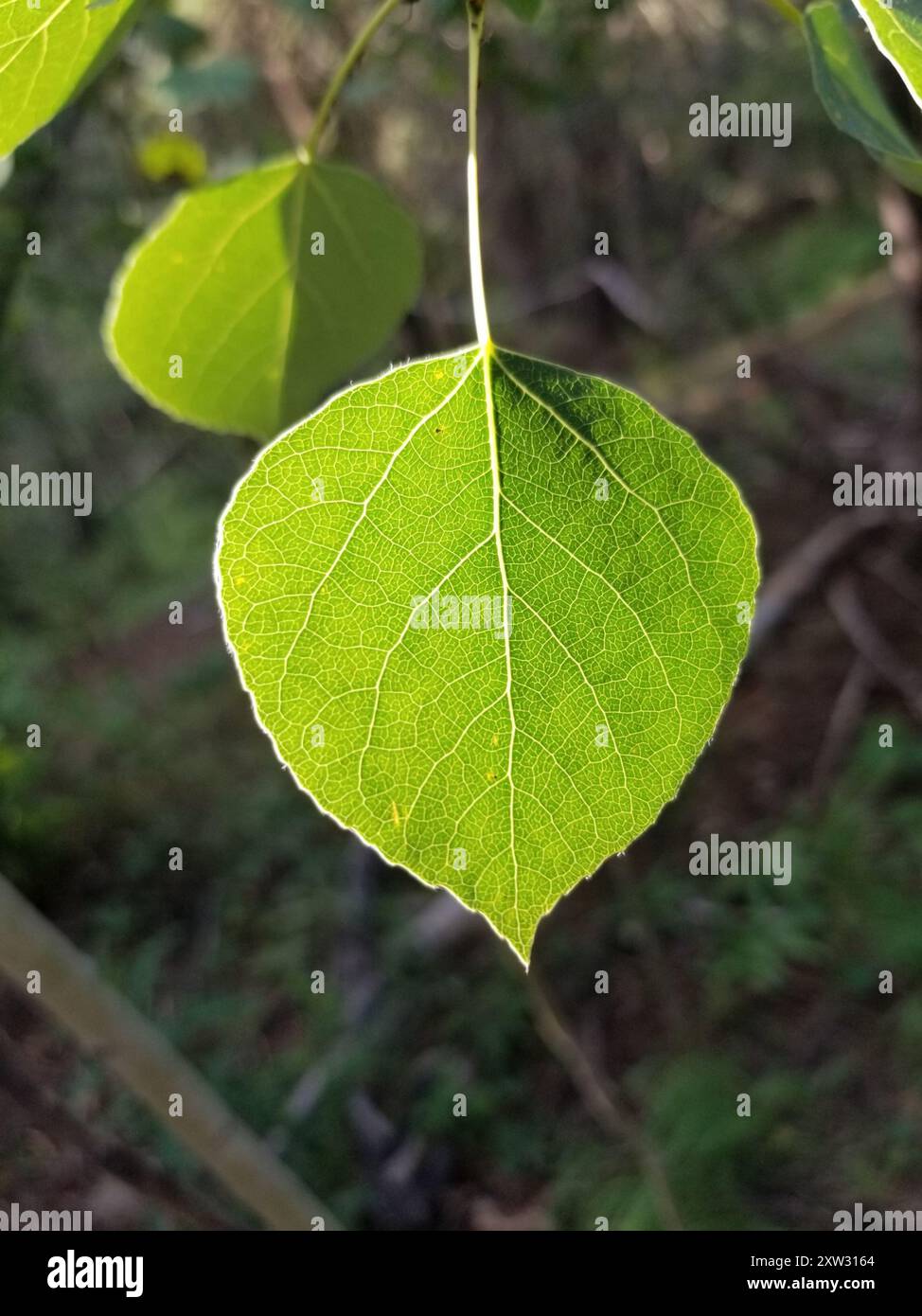 trembling aspen (Populus tremuloides) Plantae Stock Photo - Alamy