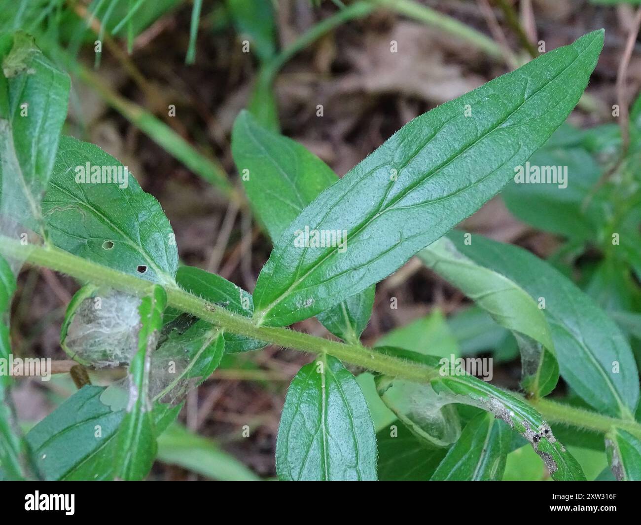 Common Gromwell (Lithospermum officinale) Plantae Stock Photo - Alamy