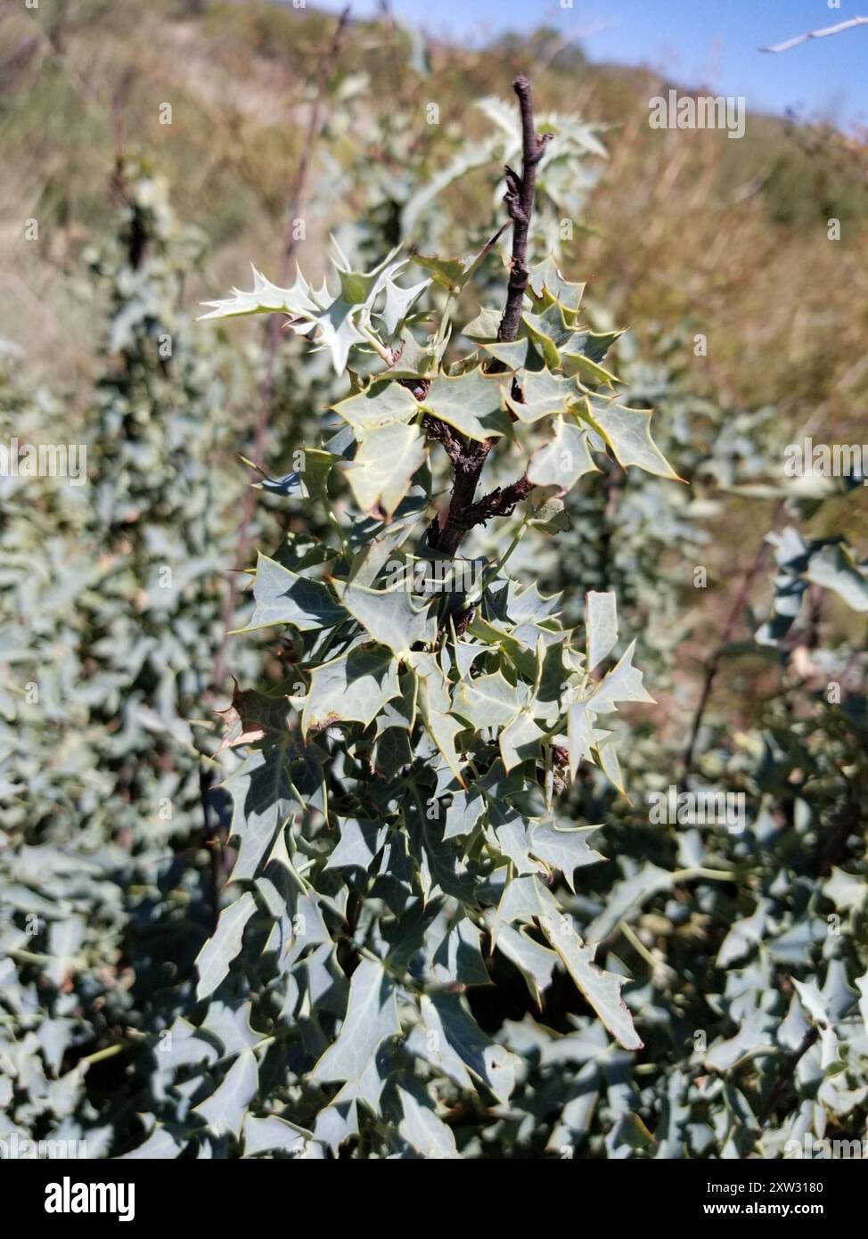Fremont barberry (Berberis fremontii) Plantae Stock Photo - Alamy