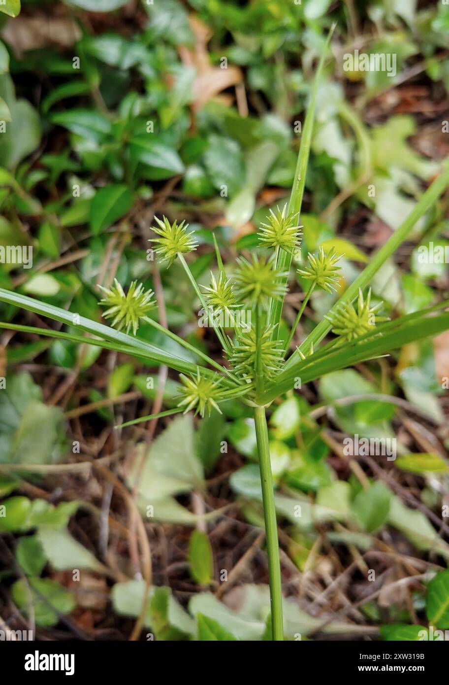 Baldwin's Flatsedge (Cyperus croceus) Plantae Stock Photo - Alamy