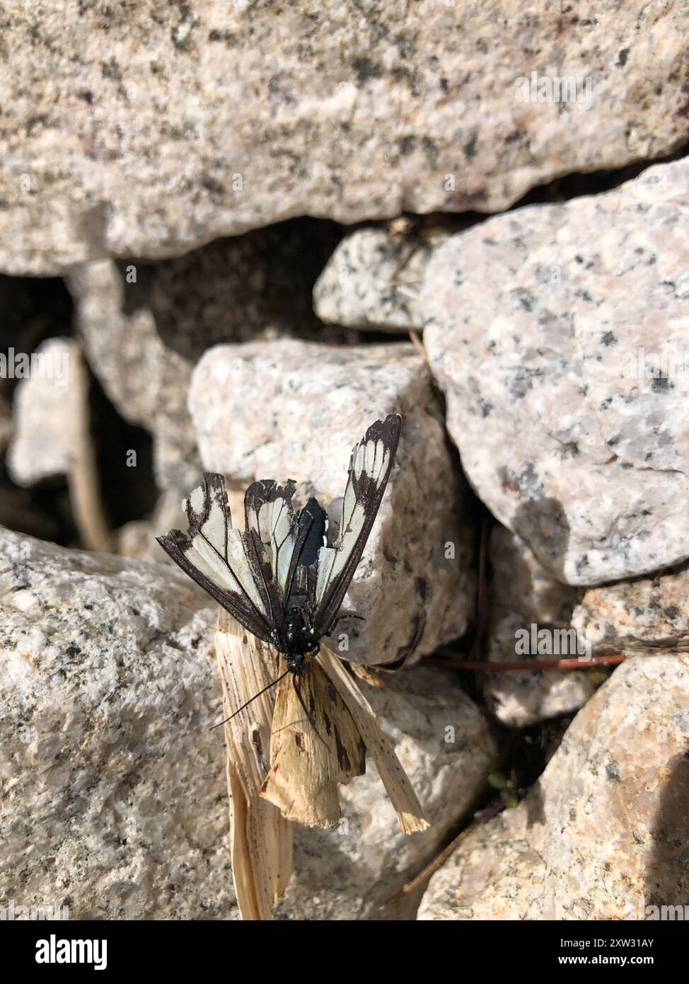 Police Car Moth (Gnophaela vermiculata) Insecta Stock Photo - Alamy