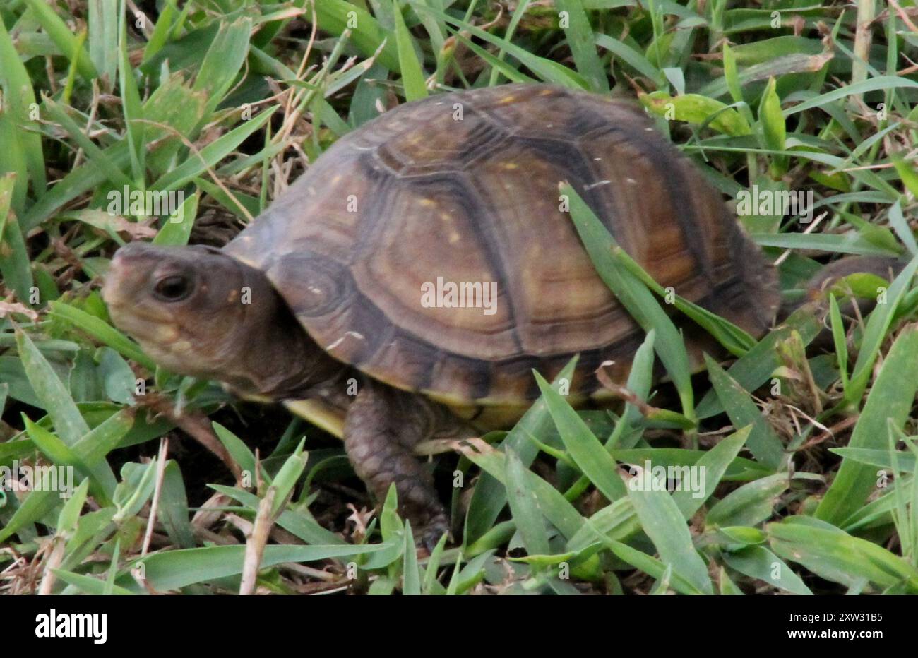 Three-toed Box Turtle (Terrapene triunguis) Reptilia Stock Photo - Alamy