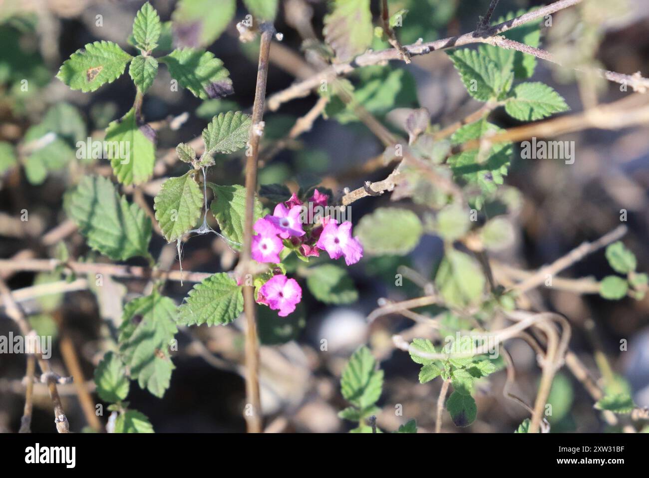 creeping lantana (Lantana montevidensis) Plantae Stock Photo - Alamy