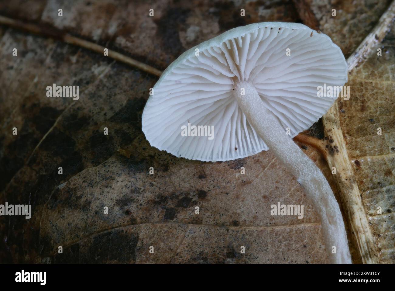 Cookei hi-res stock photography and images - Alamy