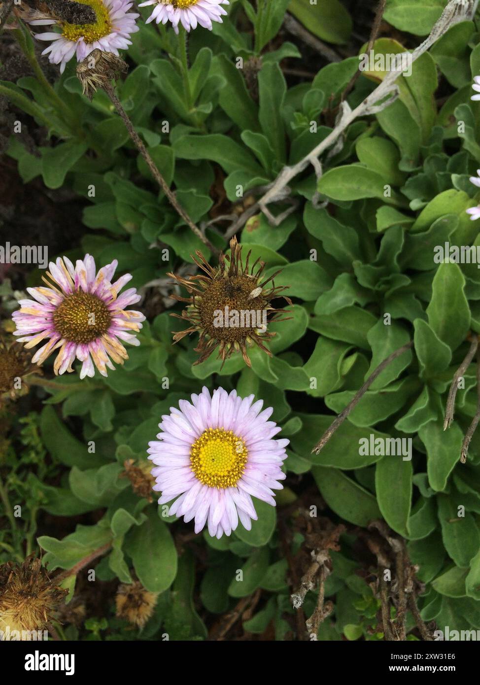 seaside daisy (Erigeron glaucus) Plantae Stock Photo - Alamy