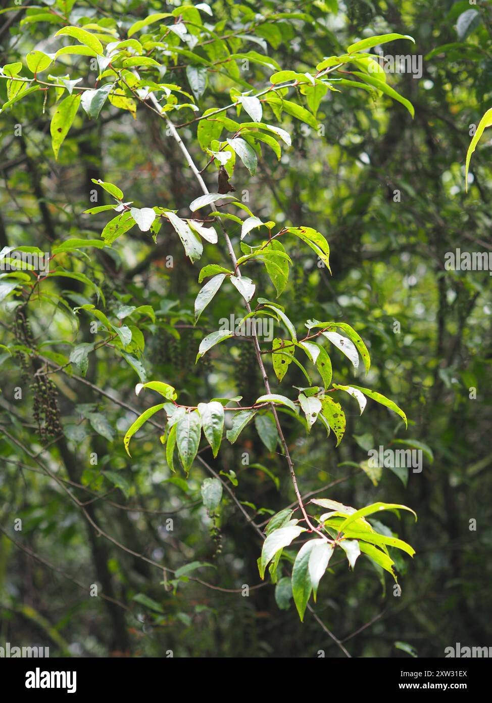 (Stachyurus himalaicus) Plantae Stock Photo - Alamy