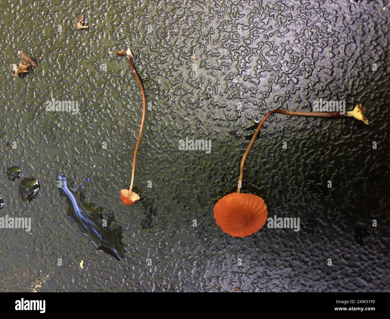 purple pinwheel (Marasmius haematocephalus) Fungi Stock Photo - Alamy