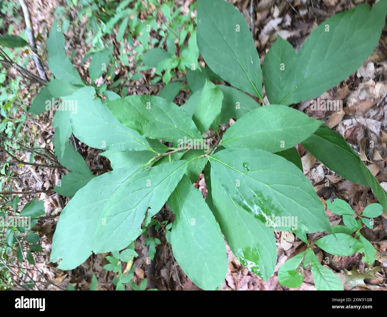 Buffalo-nut (Pyrularia pubera) Plantae Stock Photo - Alamy