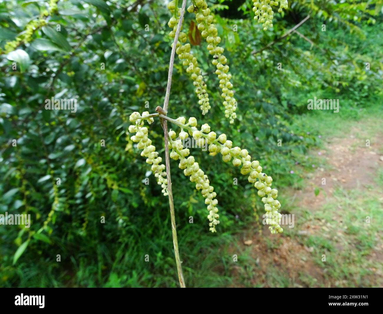 Fiveleaf Yam (Dioscorea pentaphylla) Plantae Stock Photo - Alamy