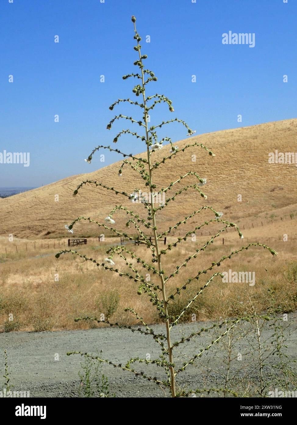 big tarplant (Blepharizonia plumosa) Plantae Stock Photo - Alamy